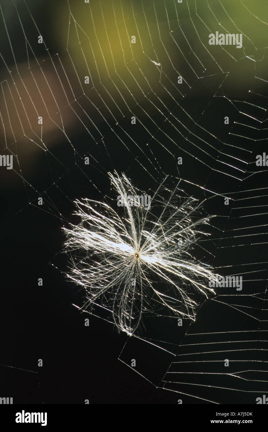 a seed trapped in spiders web cornwall Stock Photo - Alamy
