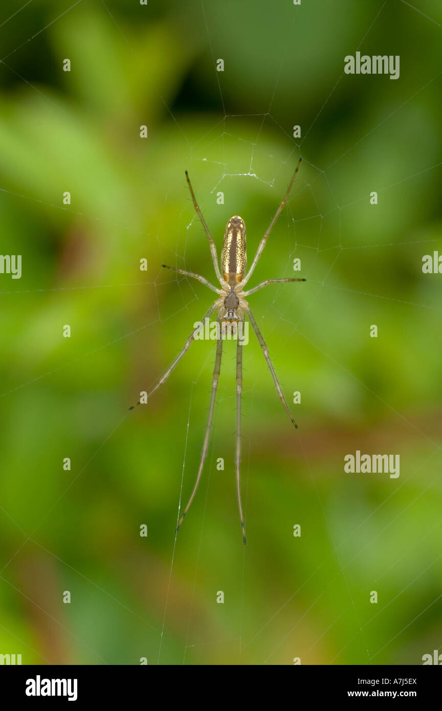 Spider on web Linyphiidae Stock Photo - Alamy