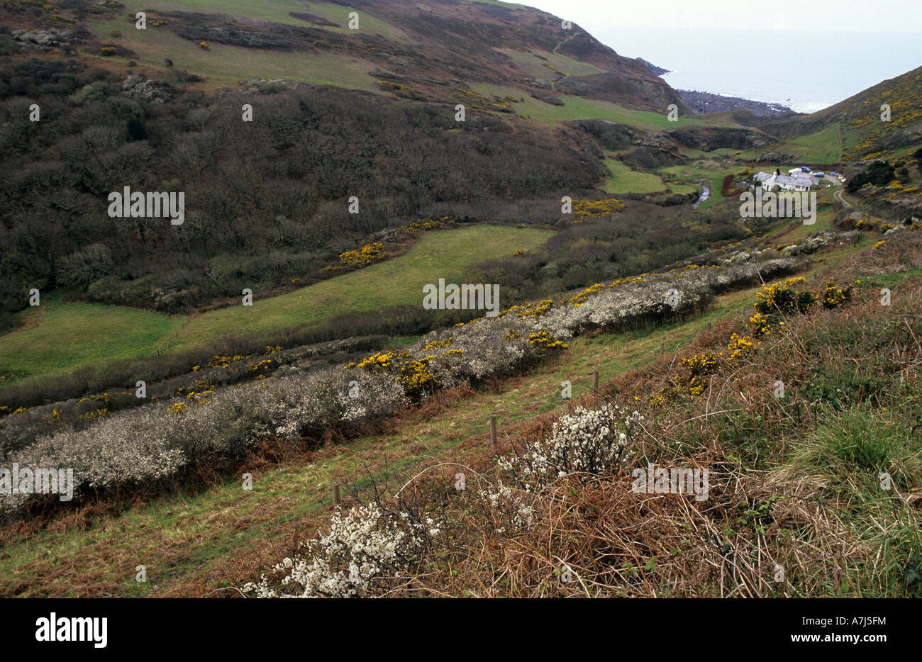 Welcombe Valley Devon Stock Photo - Alamy