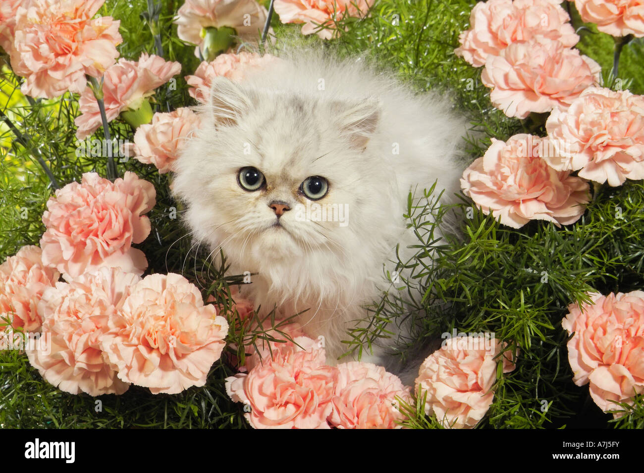 Persian cat. Kitten among carnation flowers Stock Photo - Alamy