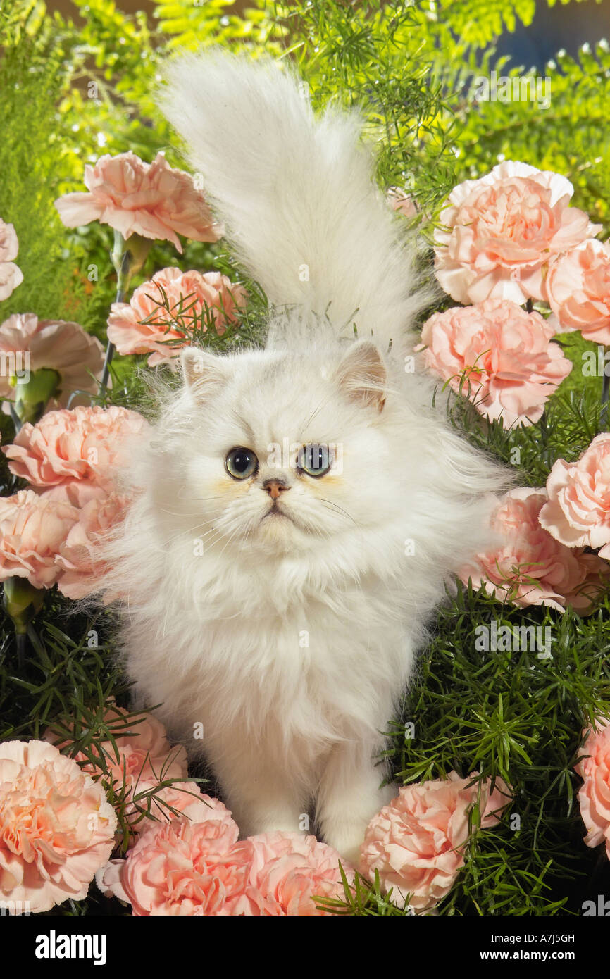 Persian cat. Kitten among carnation flowers Stock Photo - Alamy