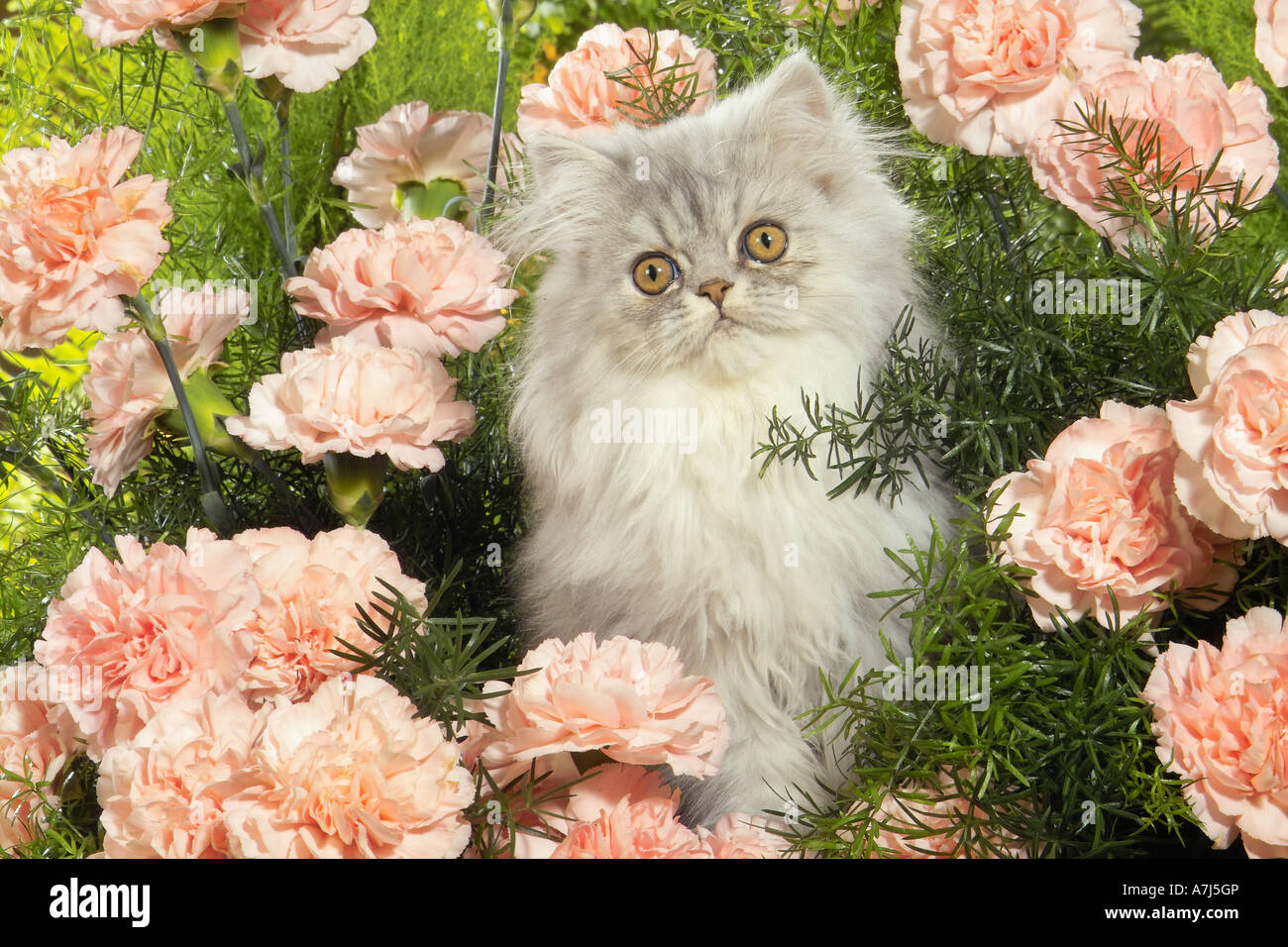 Persian cat. Kitten among carnation flowers Stock Photo - Alamy