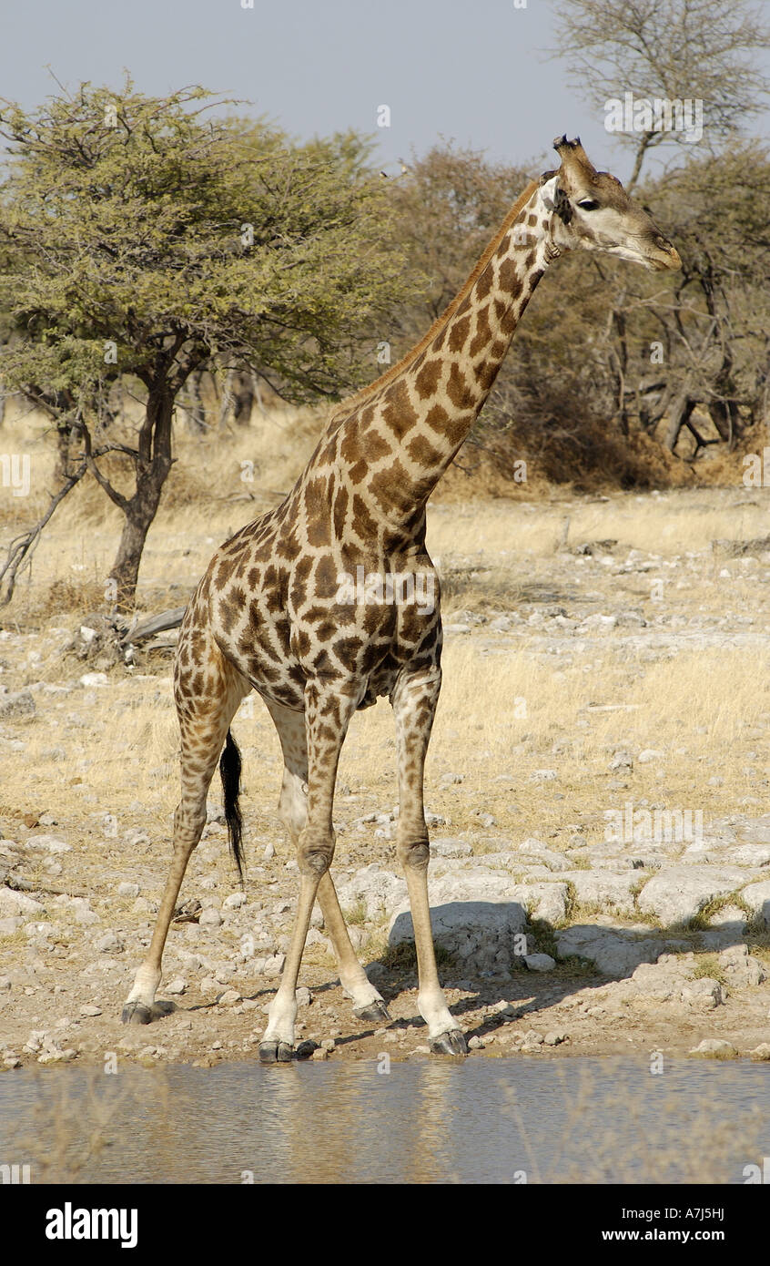 giraffe - standing / Giraffa camelopardalis Stock Photo - Alamy