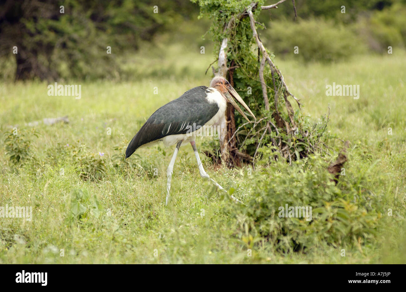 Marabou Stork Walking High Resolution Stock Photography and Images - Alamy