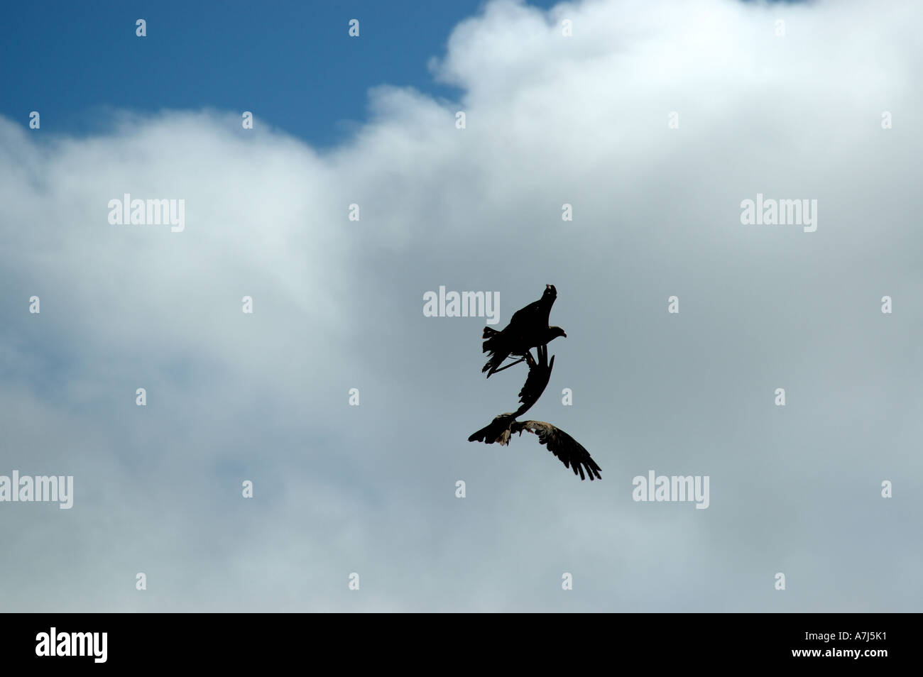 Eagles fighting hi-res stock photography and images - Alamy