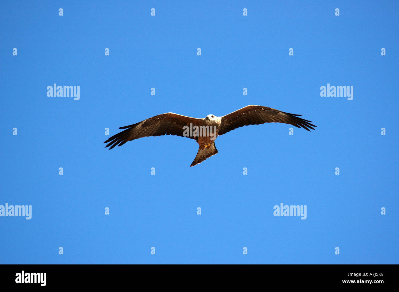 Eagle Flying High in Blue Skies Stock Photo - Alamy