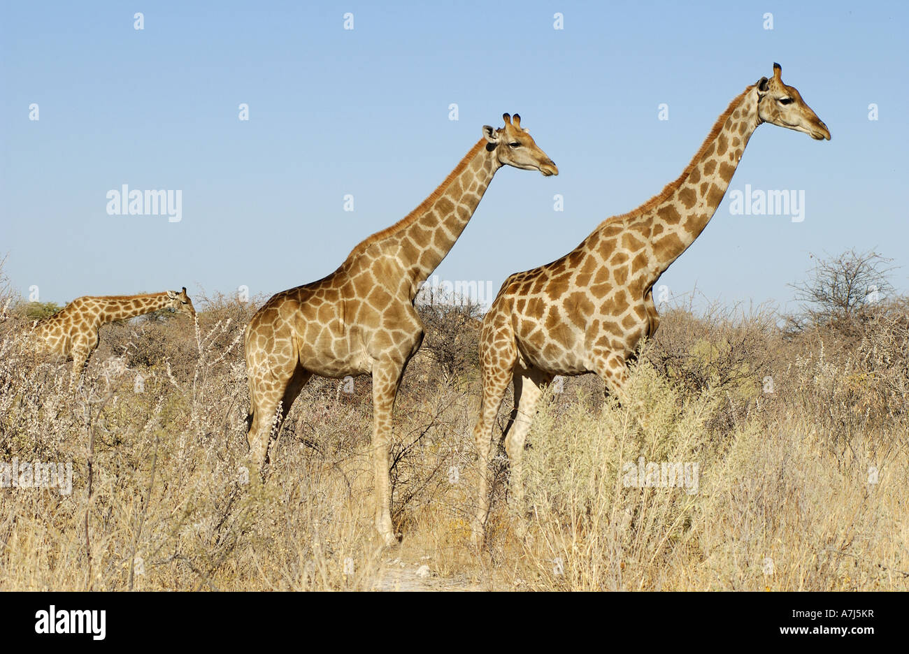 giraffes / Giraffa camelopardalis Stock Photo - Alamy
