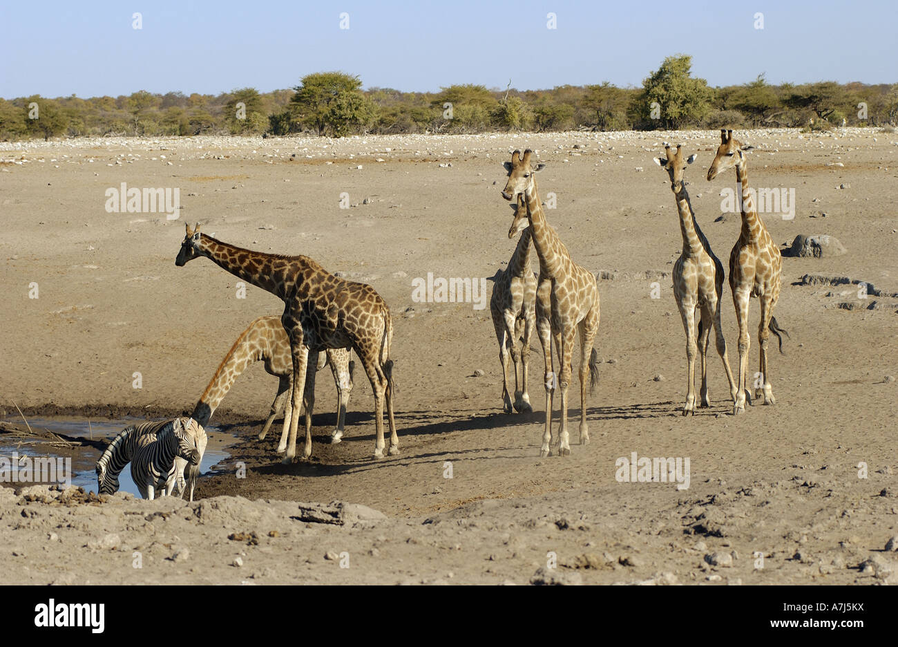 giraffes / Giraffa camelopardalis Stock Photo - Alamy