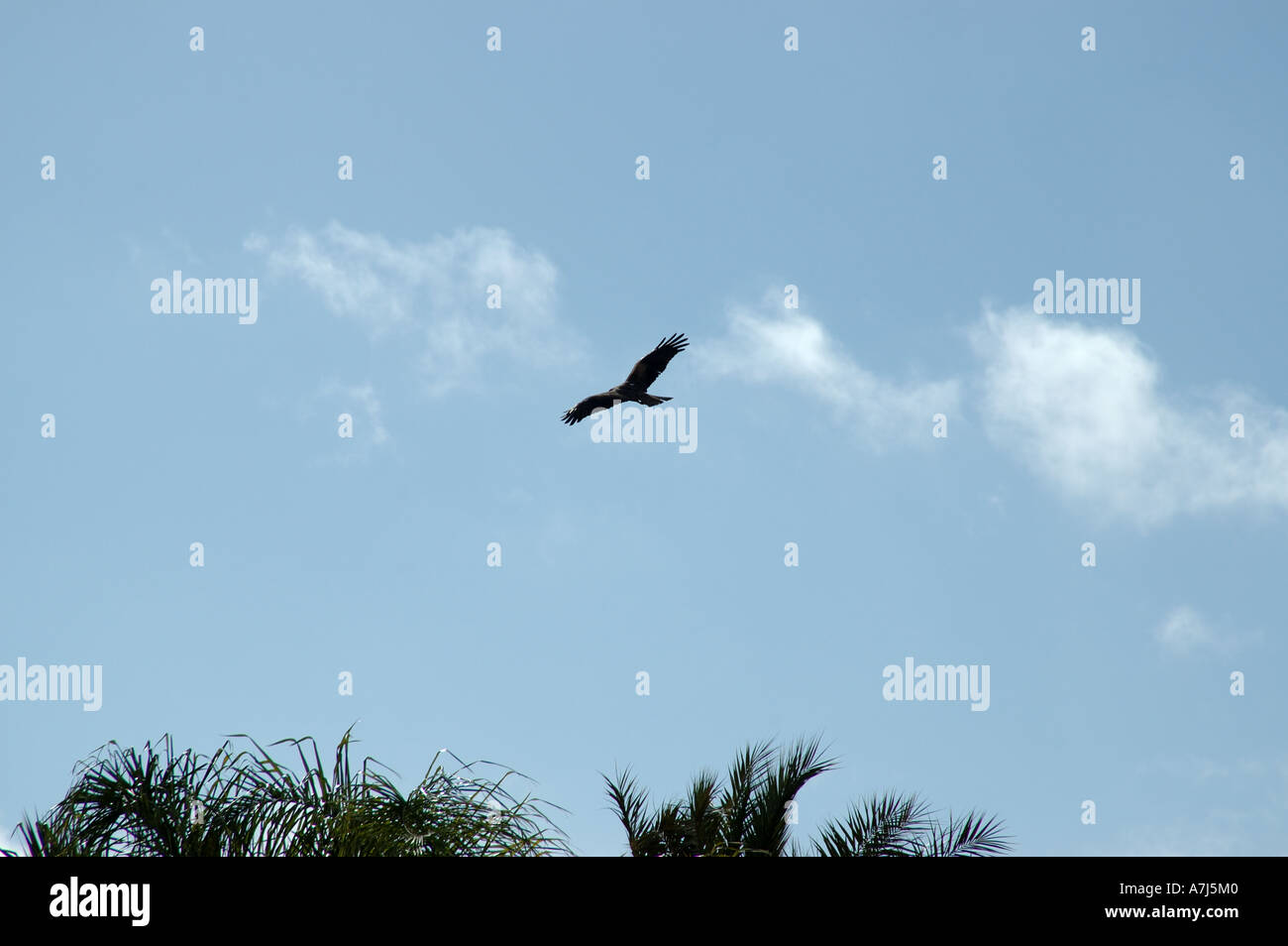 Eagle Flying High in Blue Skies Stock Photo - Alamy