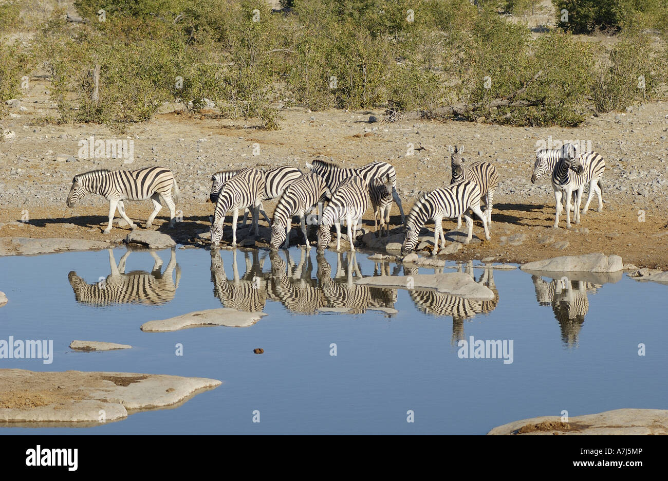 Burchell's zebras / Equus burchelli Stock Photo - Alamy