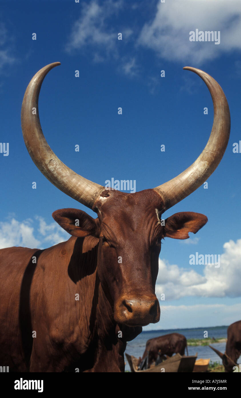 Ankole Cattle Uganda Stock Photo - Alamy