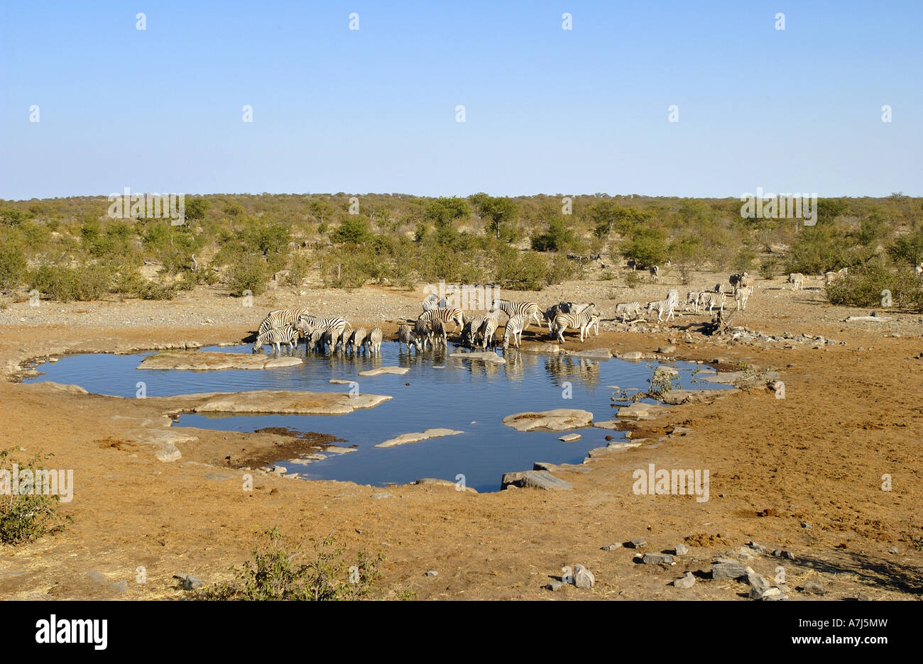 Burchell's zebras / Equus burchelli Stock Photo - Alamy