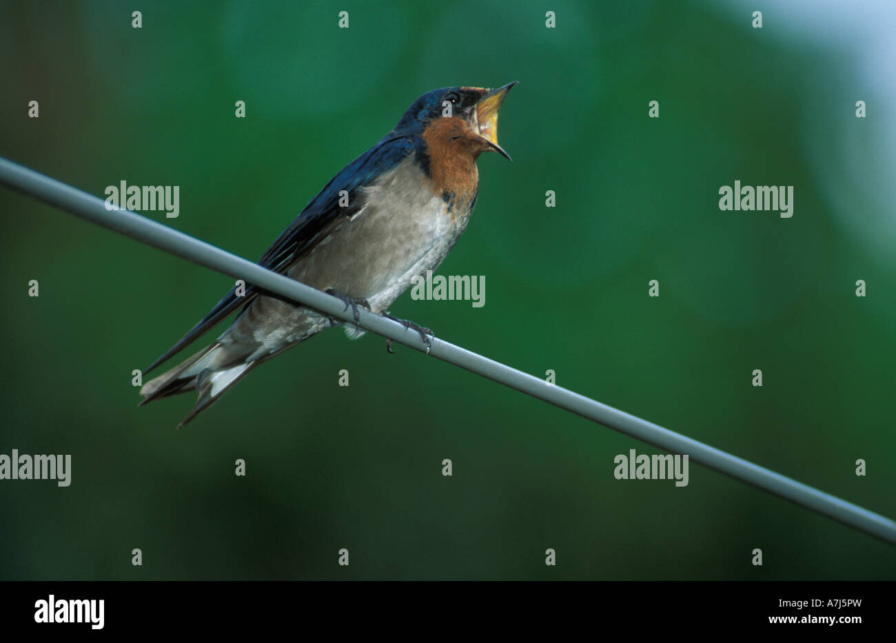 Angola swallow Hirundo angolensis Ssese Islands Lake Victoria Uganda Stock Photo - Alamy