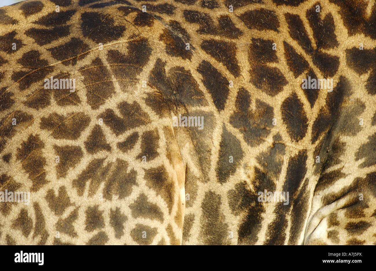 coat of a giraffe / Giraffa camelopardalis Stock Photo - Alamy