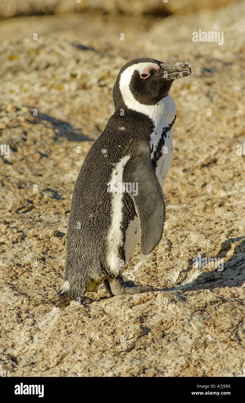 african penguin / Spheniscus demersus Stock Photo - Alamy