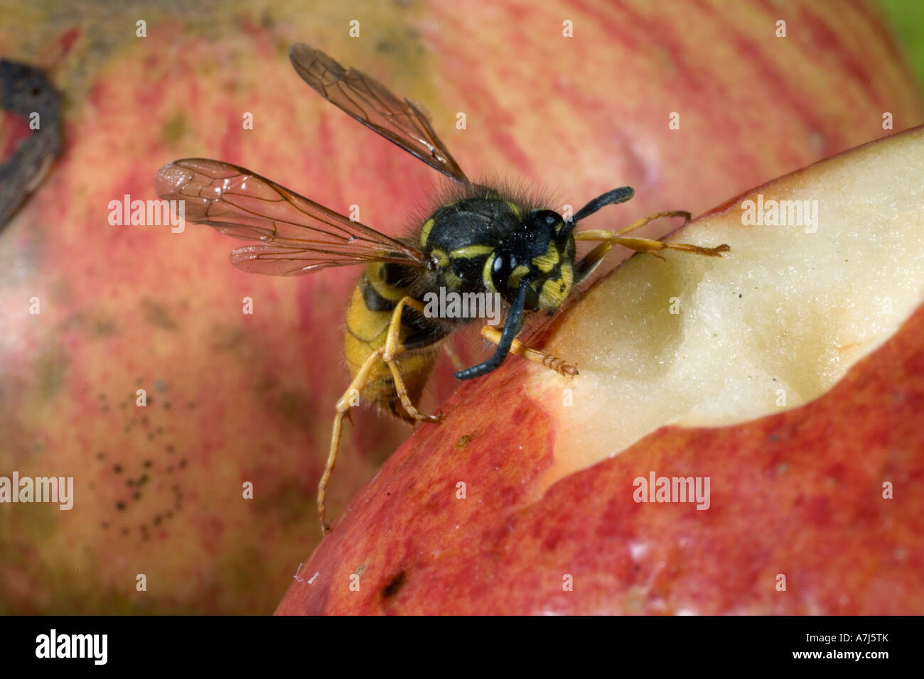 Common wasp Vespula vulgaris on apple Stock Photo - Alamy