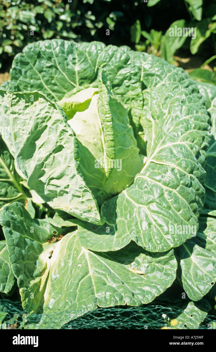 organically grown cabbage growing on small vegetable patch Stock Photo ...