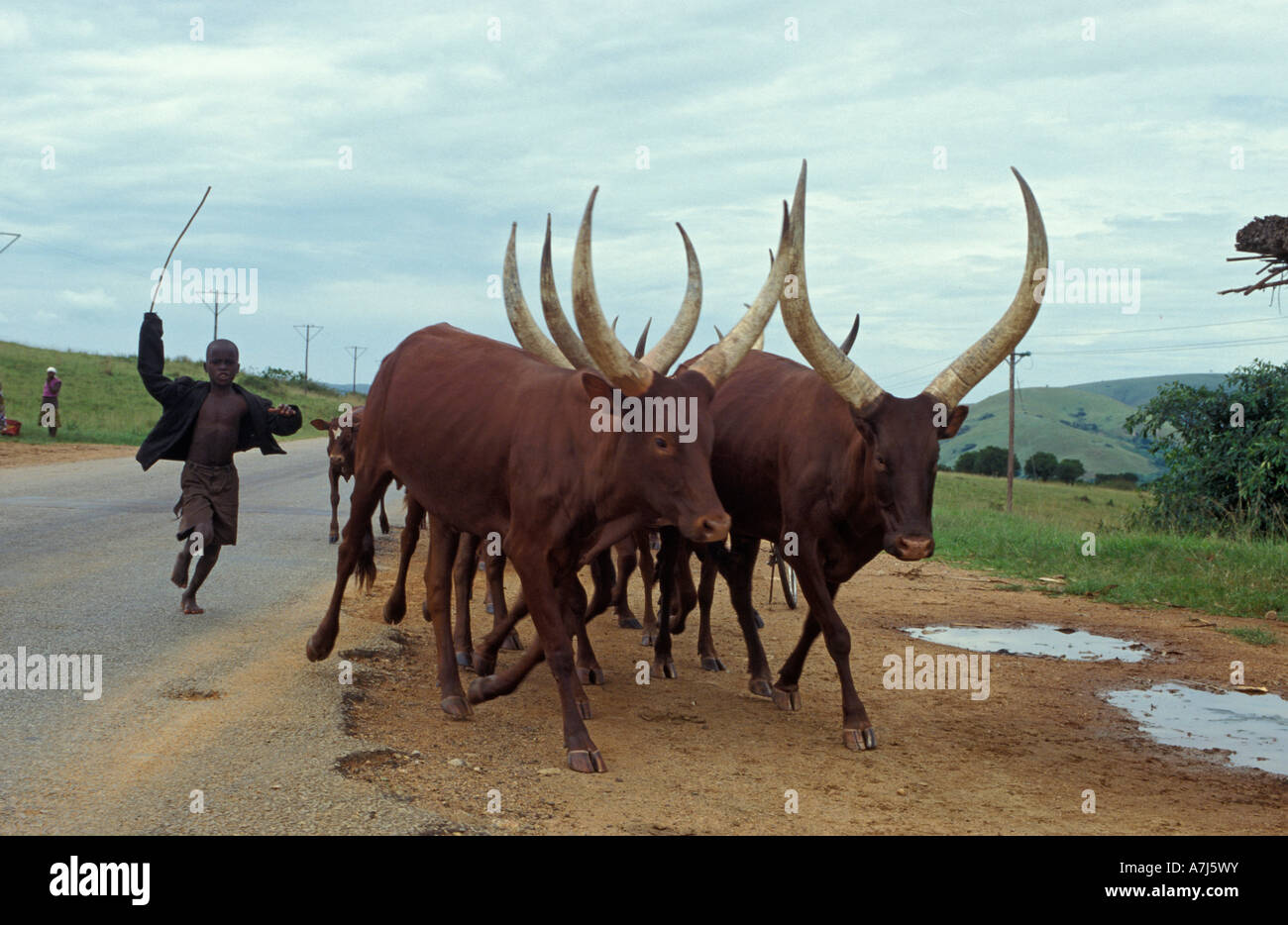 Ankole cattle Uganda Stock Photo - Alamy