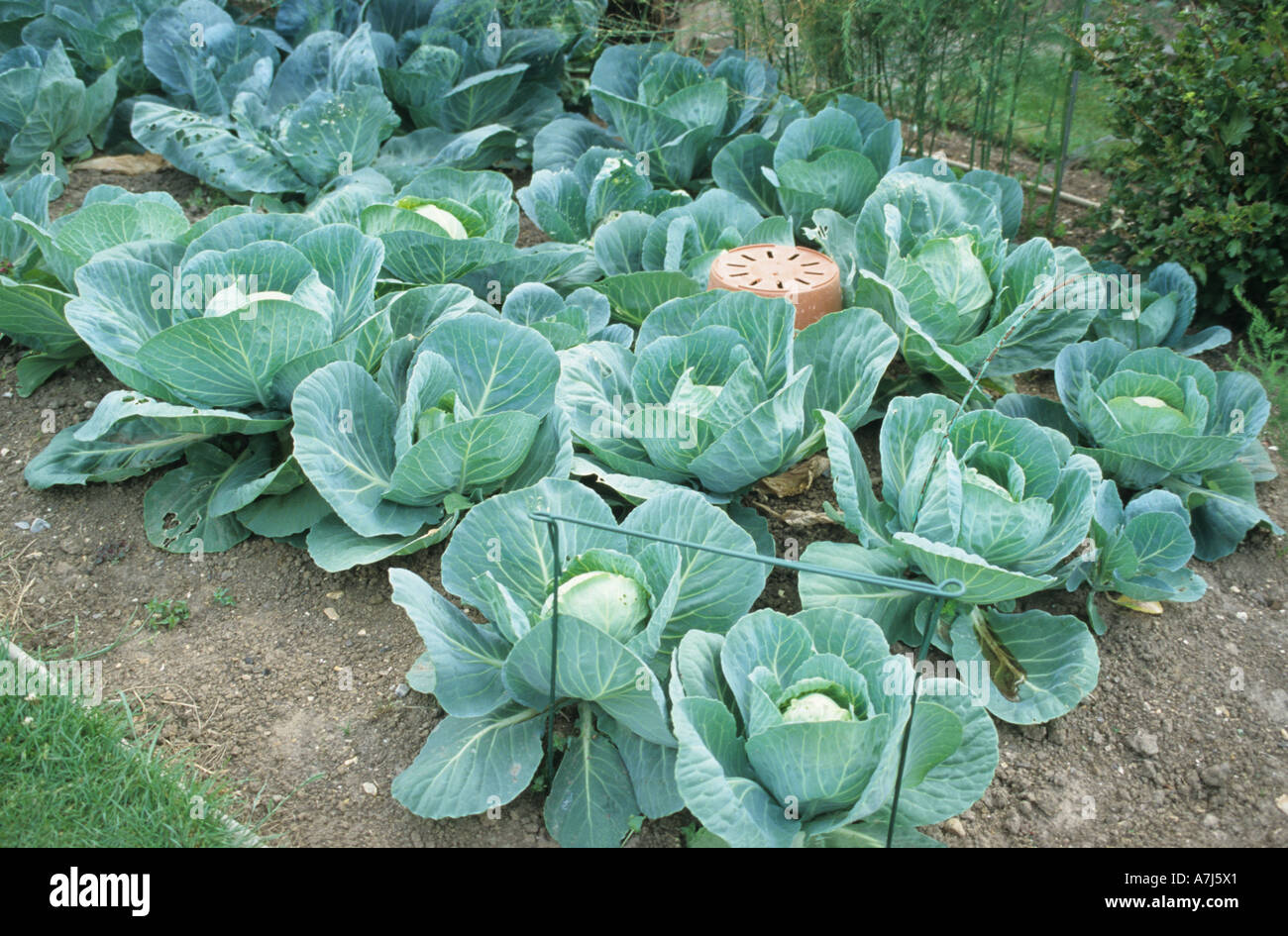organically grown cabbages growing on small vegetable patch Stock Photo ...