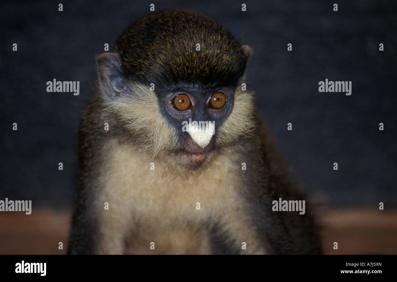 Red tailed monkey Cercopithecus ascinius Uganda Stock Photo - Alamy