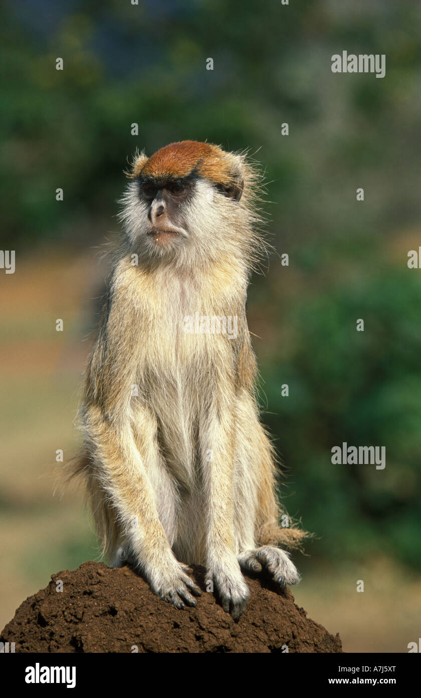 Patas monkey Erythrocebus patas Uganda Stock Photo - Alamy