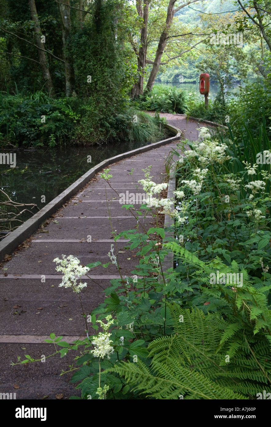 walkway beside the lake at Tehidy country park cornwall Stock Photo - Alamy