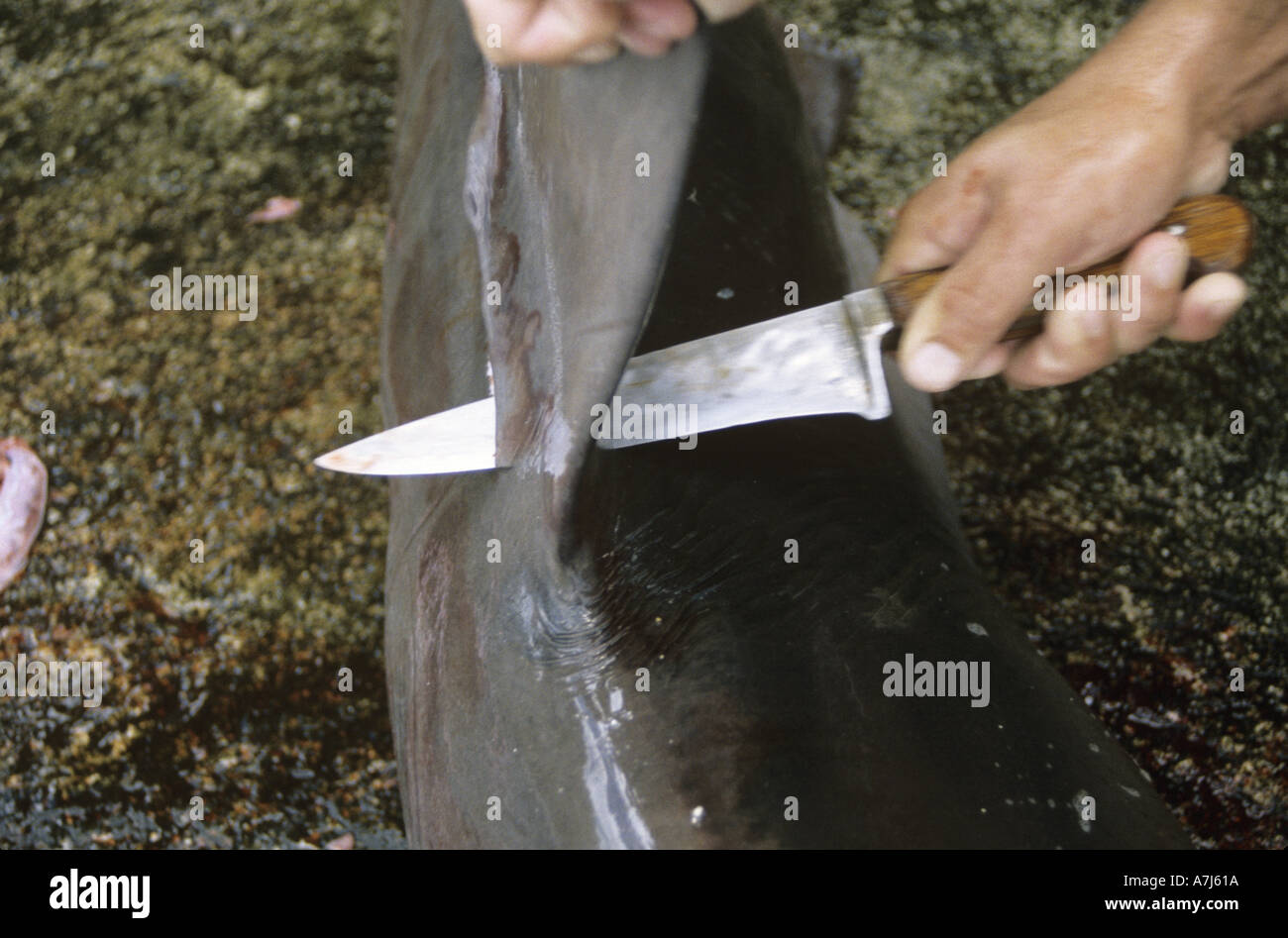 Cutting shark hi-res stock photography and images - Alamy