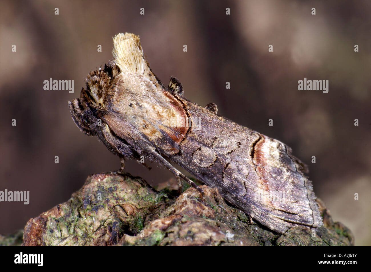 Spectacle moth hi-res stock photography and images - Alamy