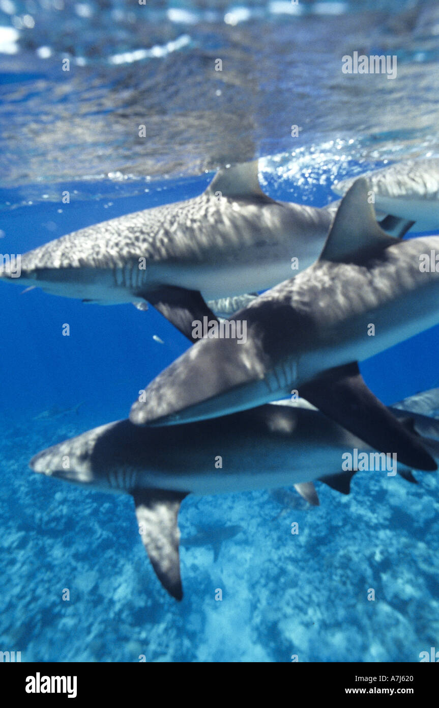 grey reef sharks at Bikini Atoll Stock Photo - Alamy