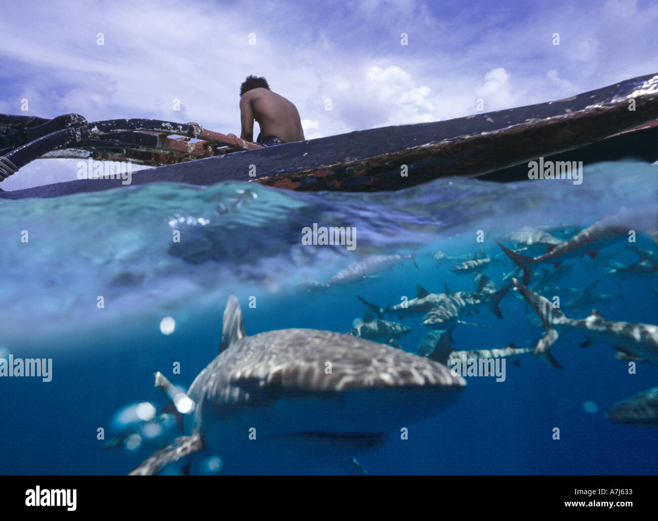 split image comp of grey reef sharks and fisherman on outrigger by Matt ...