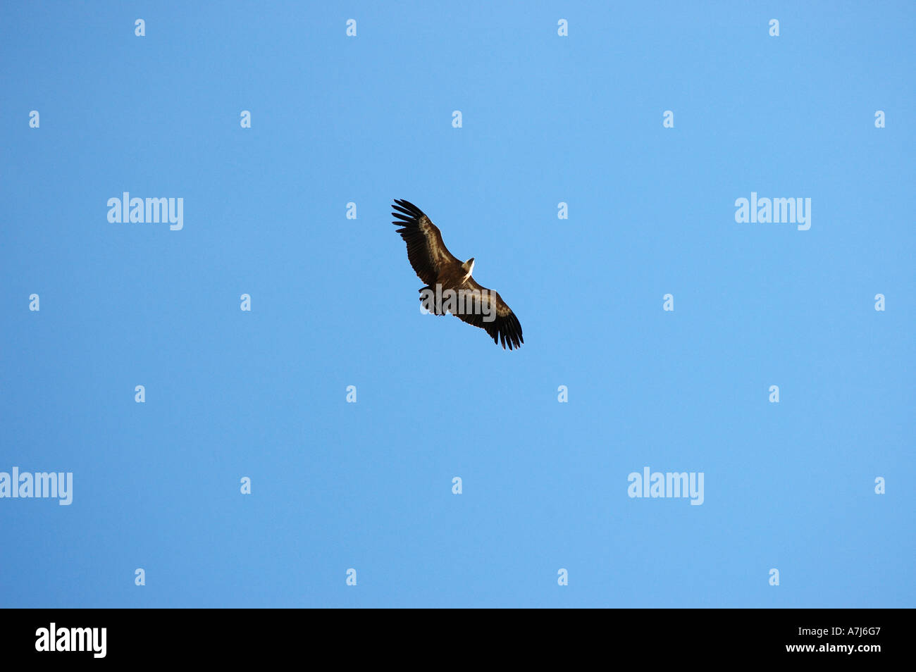 Eagle Flying High in Blue Skies Stock Photo - Alamy