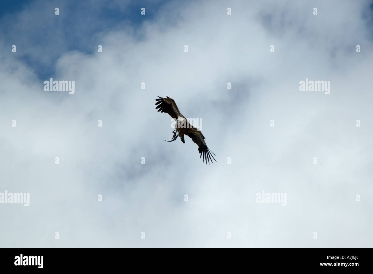 Eagle Flying High in Blue Skies Stock Photo - Alamy