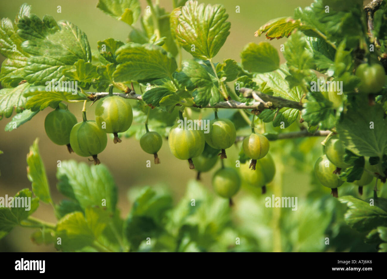 organically grown gooseberries Stock Photo - Alamy
