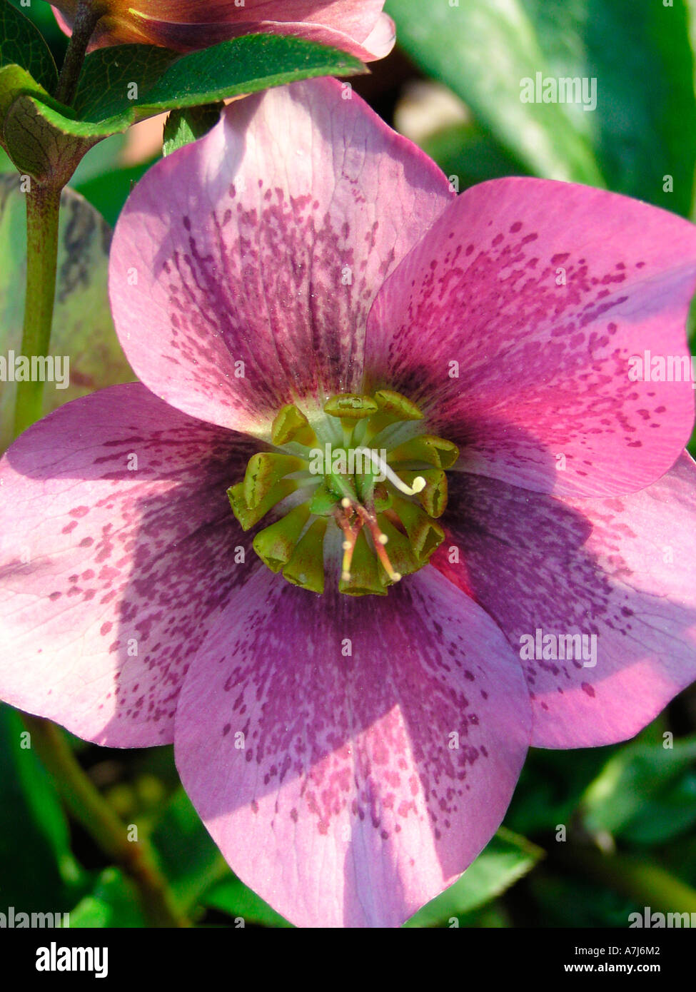 Lenten border hi-res stock photography and images - Alamy