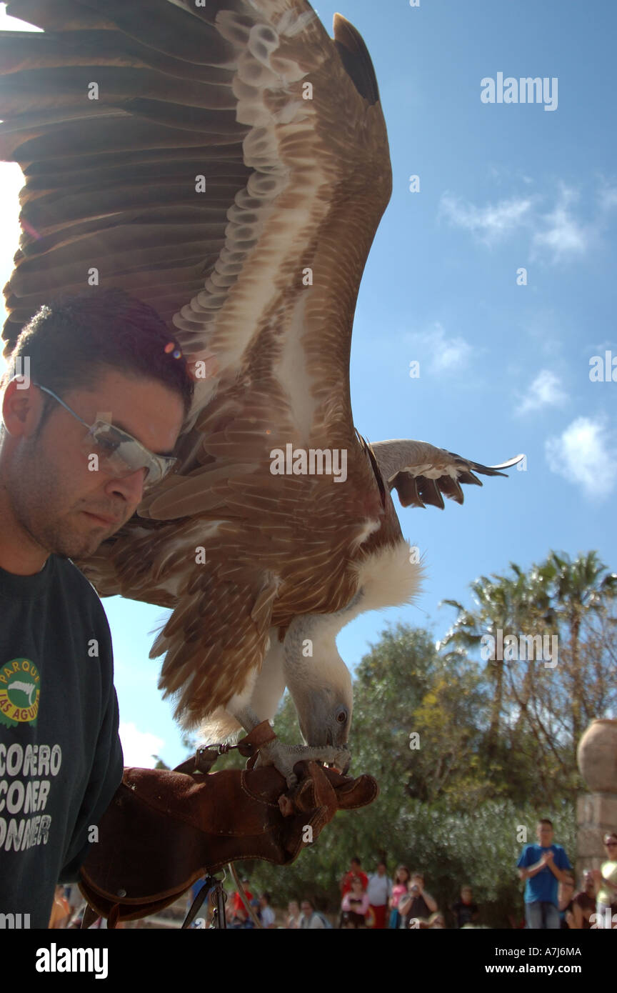 Man & Eagle Stock Photo - Alamy