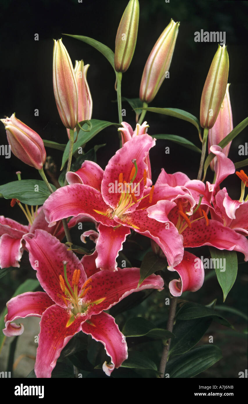 Stargazer buds hi-res stock photography and images - Alamy