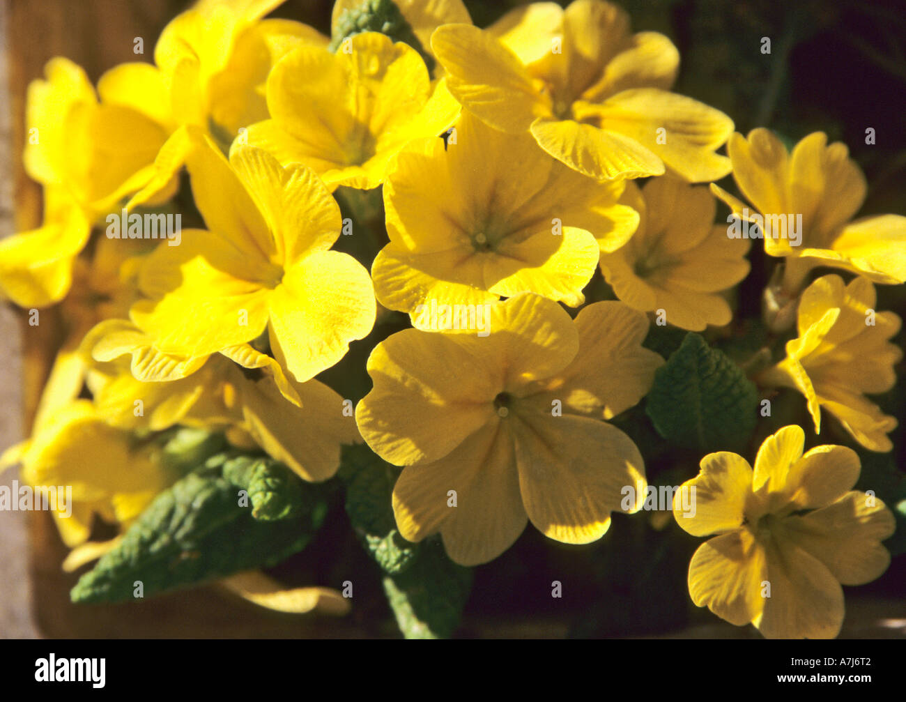 Growing primroses in pots hi-res stock photography and images - Alamy