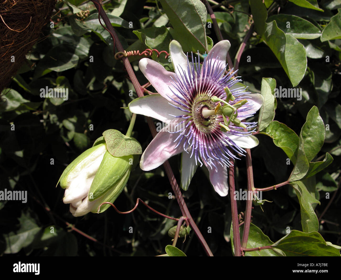Passiflora Passion Vine a semitropical vine with an unusual flower ...