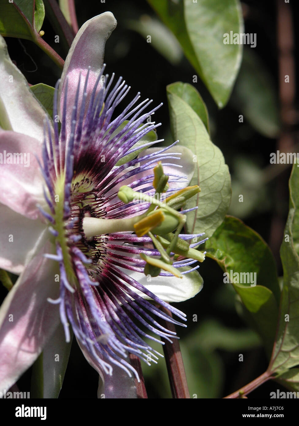 Strange vine hi-res stock photography and images - Alamy