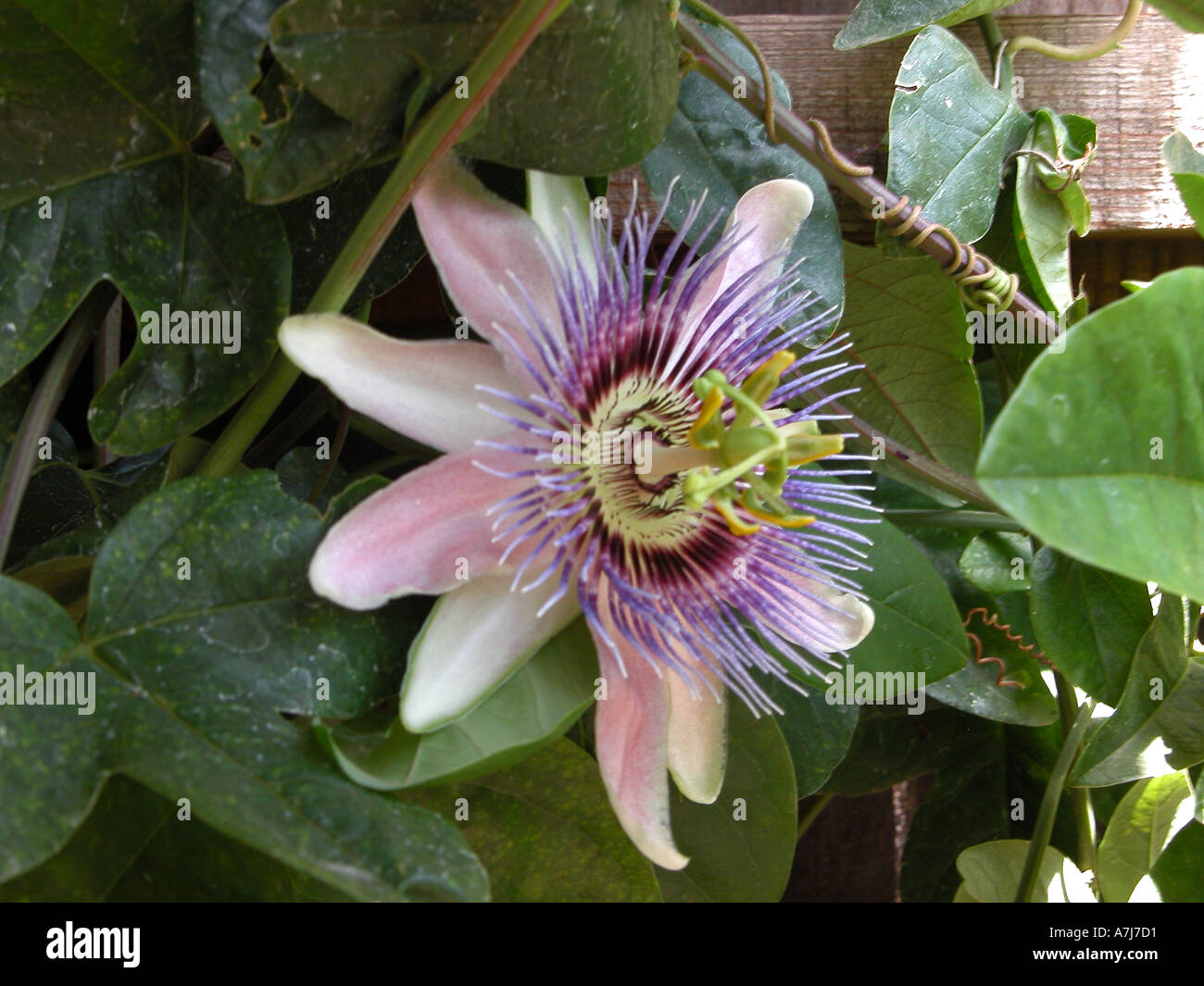 Passiflora Passion Vine a semitropical vine with an unusual flower ...