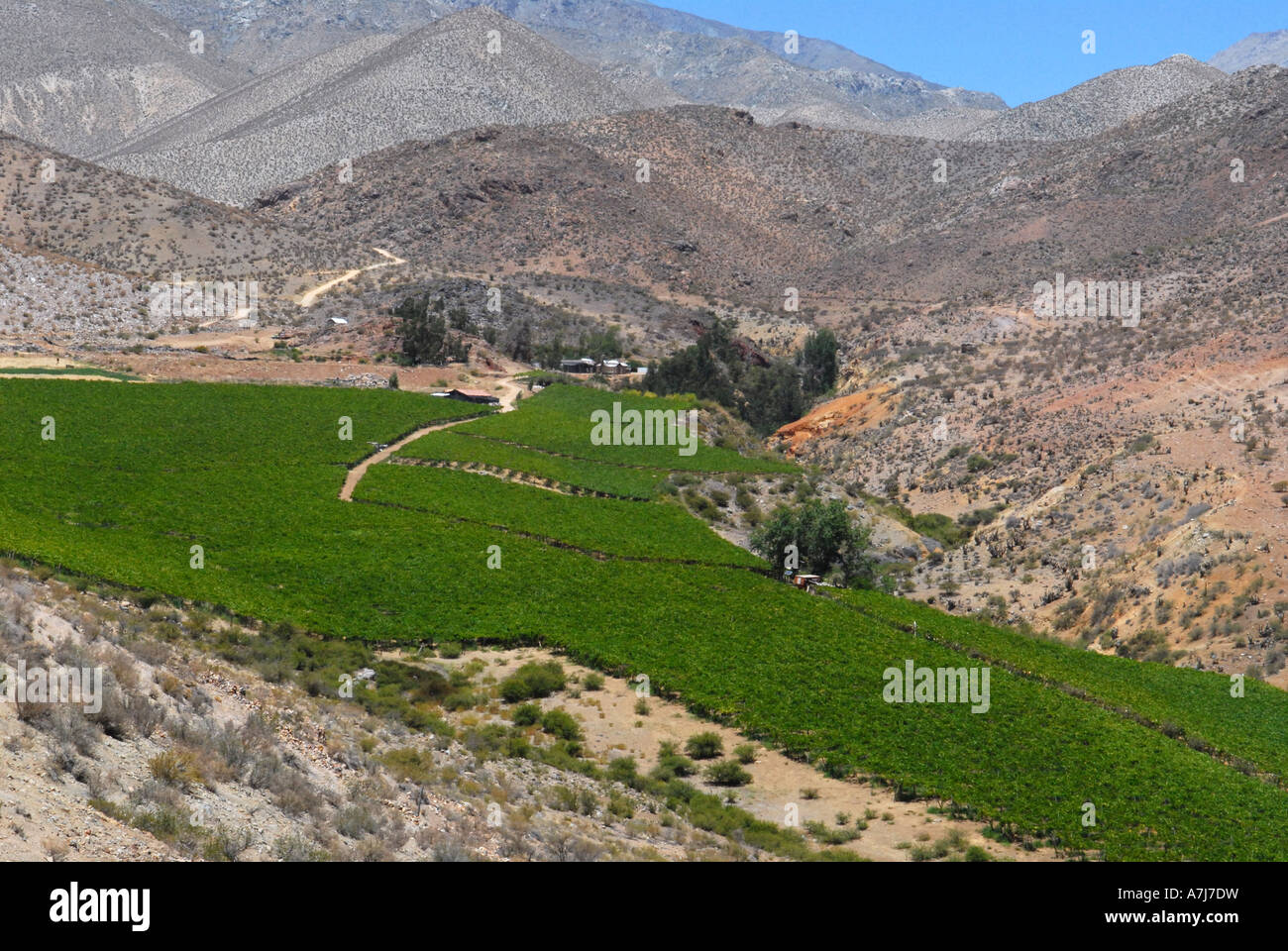 Vineyards Elqui Valley Chile Stock Photo - Alamy