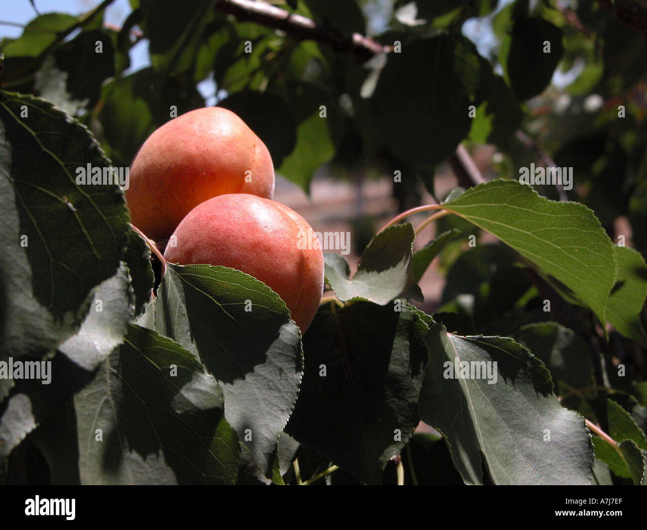 Nectarines fruit tree orchard hi-res stock photography and images - Alamy