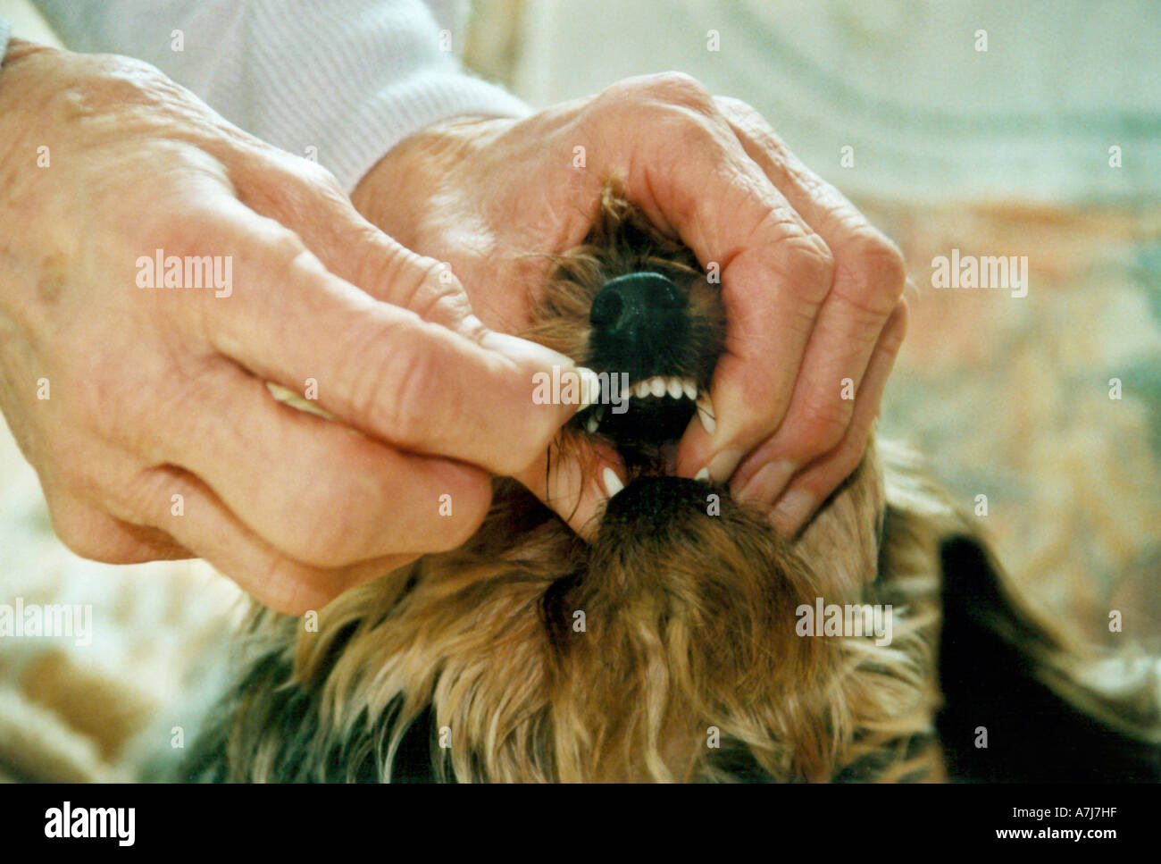 Dog tablet medicine hi-res stock photography and images - Alamy