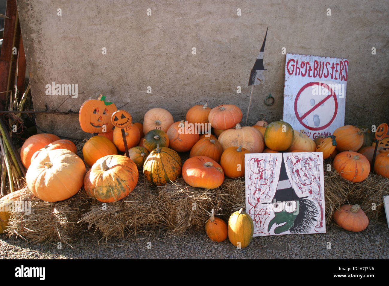 Halloween pumpkin display Stock Photo - Alamy