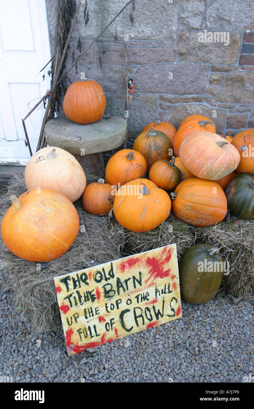 Halloween pumpkin display Stock Photo - Alamy