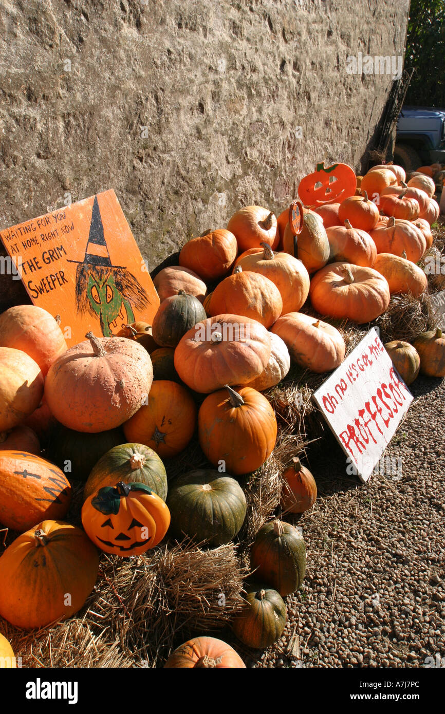 Halloween pumpkin farm display Stock Photo - Alamy