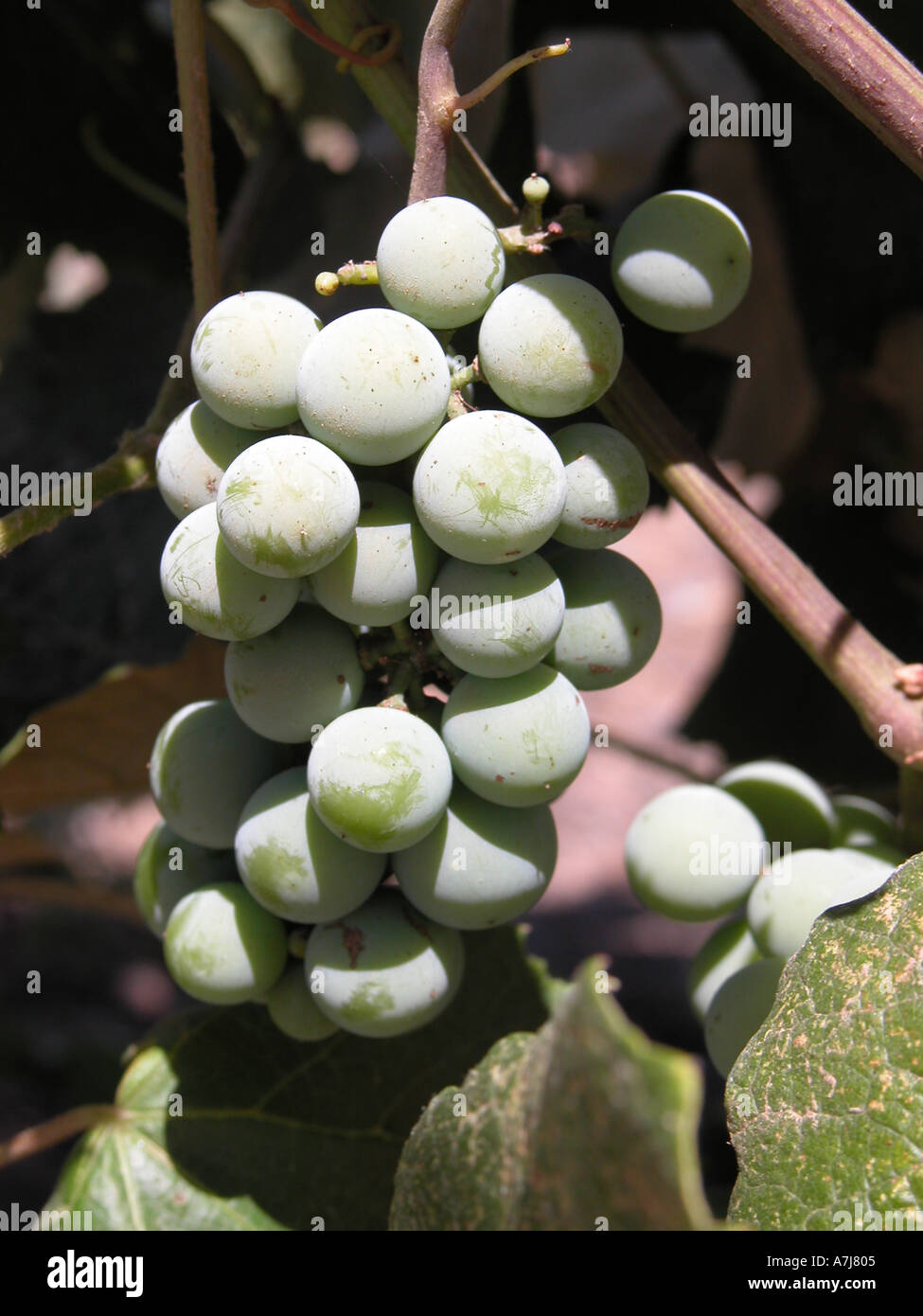 Concord grape vineyards hi-res stock photography and images - Alamy