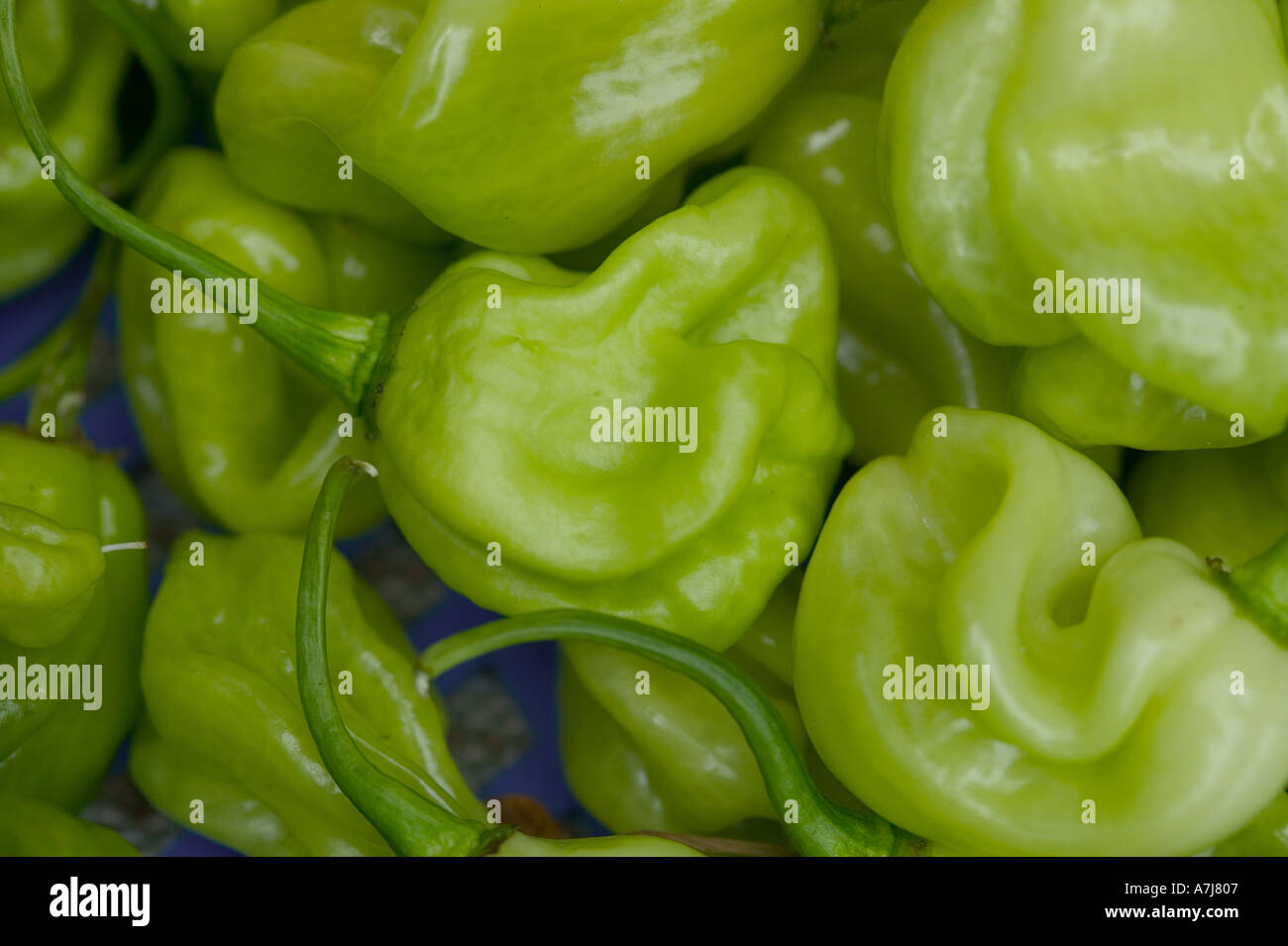 Light green chilli peppers at West Dean Chilli Fiesta West Dean near ...