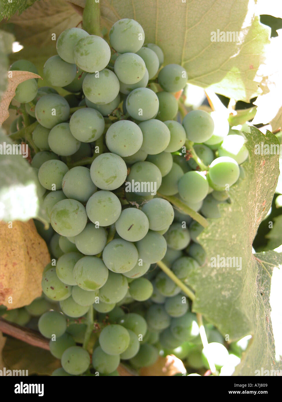 Thompson seedless grapes hi-res stock photography and images - Alamy