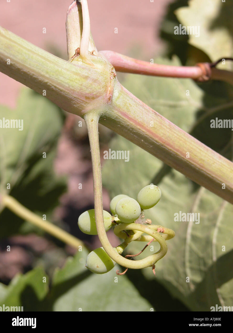 tiny grapes forming on a tendril Stock Photo - Alamy